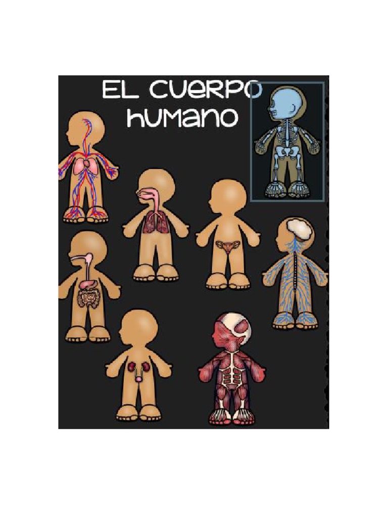 Sistemas Del Cuerpo Humano | PDF