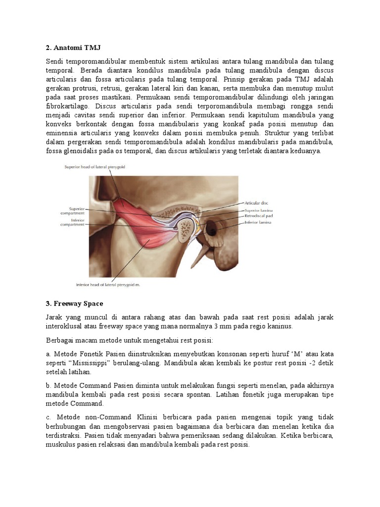 Biomekanika TMJ | PDF