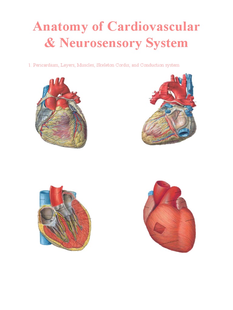 Anatomy of Cardiovascular | PDF