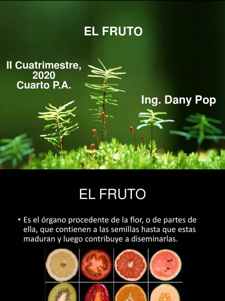 El Fruto. Botanica | PDF | Fruta | Reproducción de plantas
