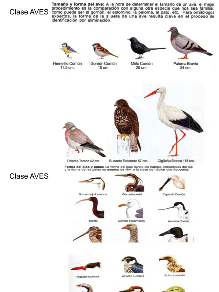 Práctica Órdenes Aves | PDF | Aves | Galliformes