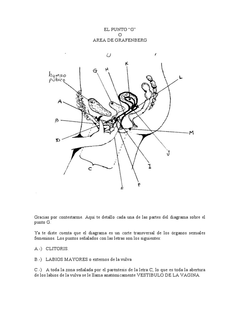 Punto G Pdf Vagina Sistema Urinario
