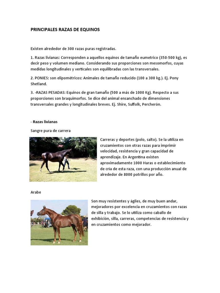 Equinos | PDF | Caballos | Poni