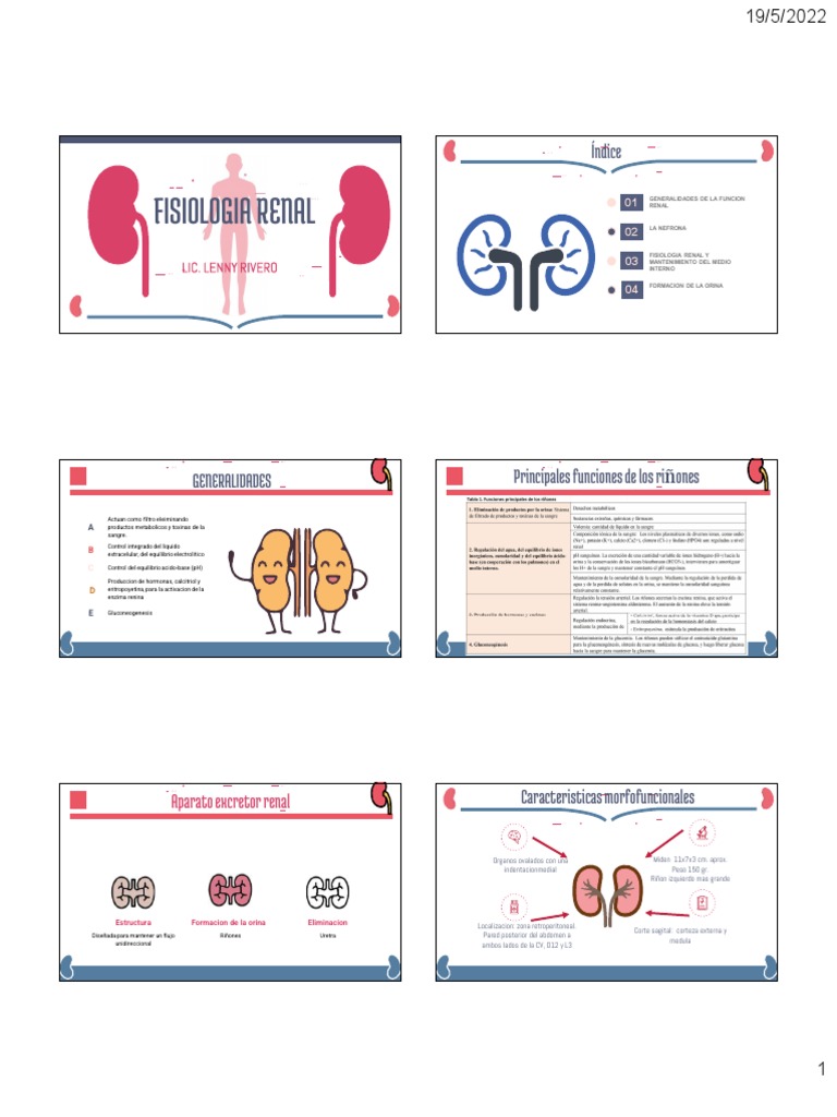 PDF Sistema Renal | PDF | Riñón | Anatomía