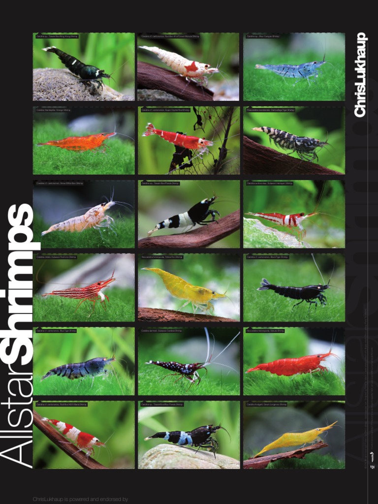 Caridina Shrimp Varieties Overview | PDF