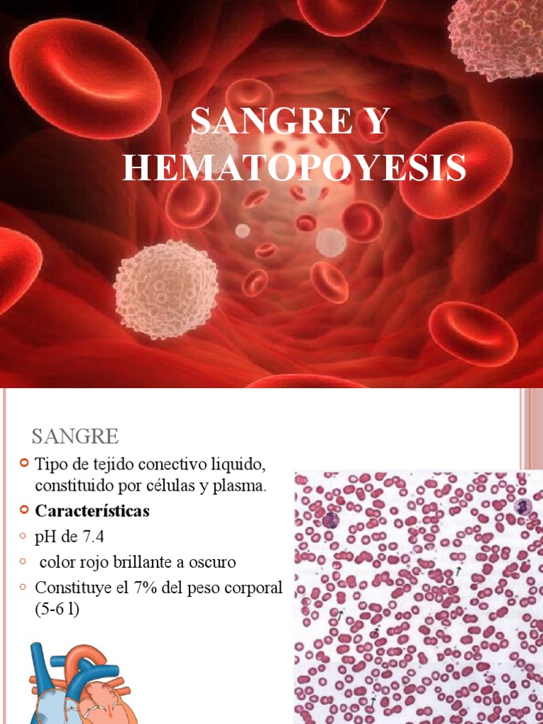 Tej Con Sangre | PDF | Sangre | Leucocito Tej Con Sangre | PDF | Sangre | Leucocito