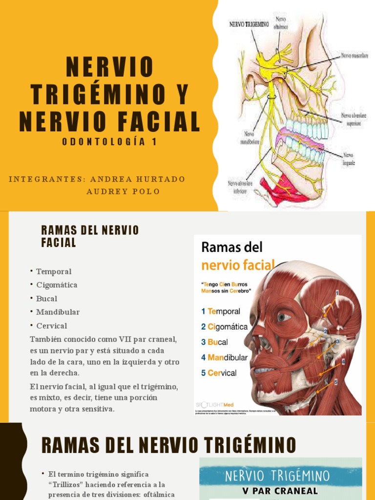Guía De Anatomía: Nervio Trigémino – ISTB