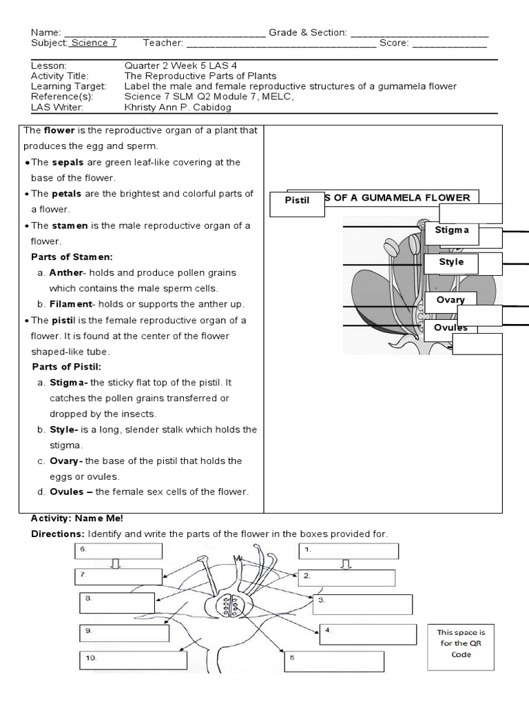Parts of A Gumamela Flower Stigma Pistil | PDF