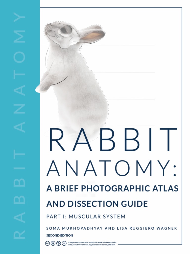 Rabbit Anatomy - Atlas and Dissection Guide - Part 1 - Muscular System ...