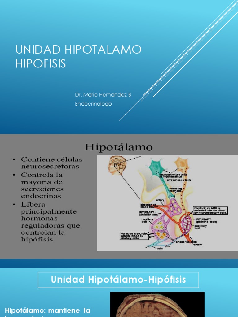 Unidad Hipotalamo Hipofisis | PDF