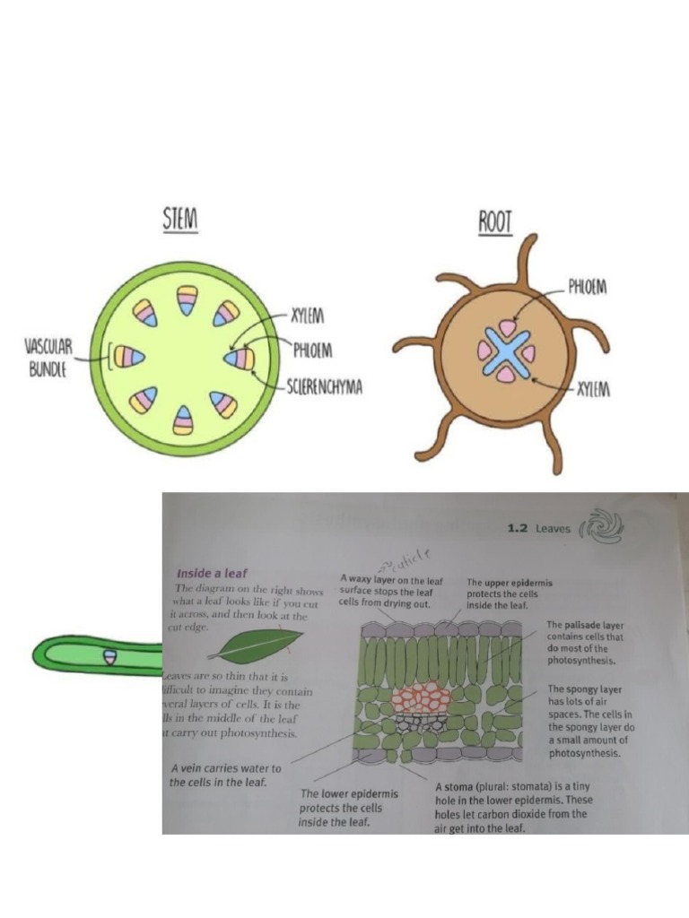 Business Answer PDF | PDF