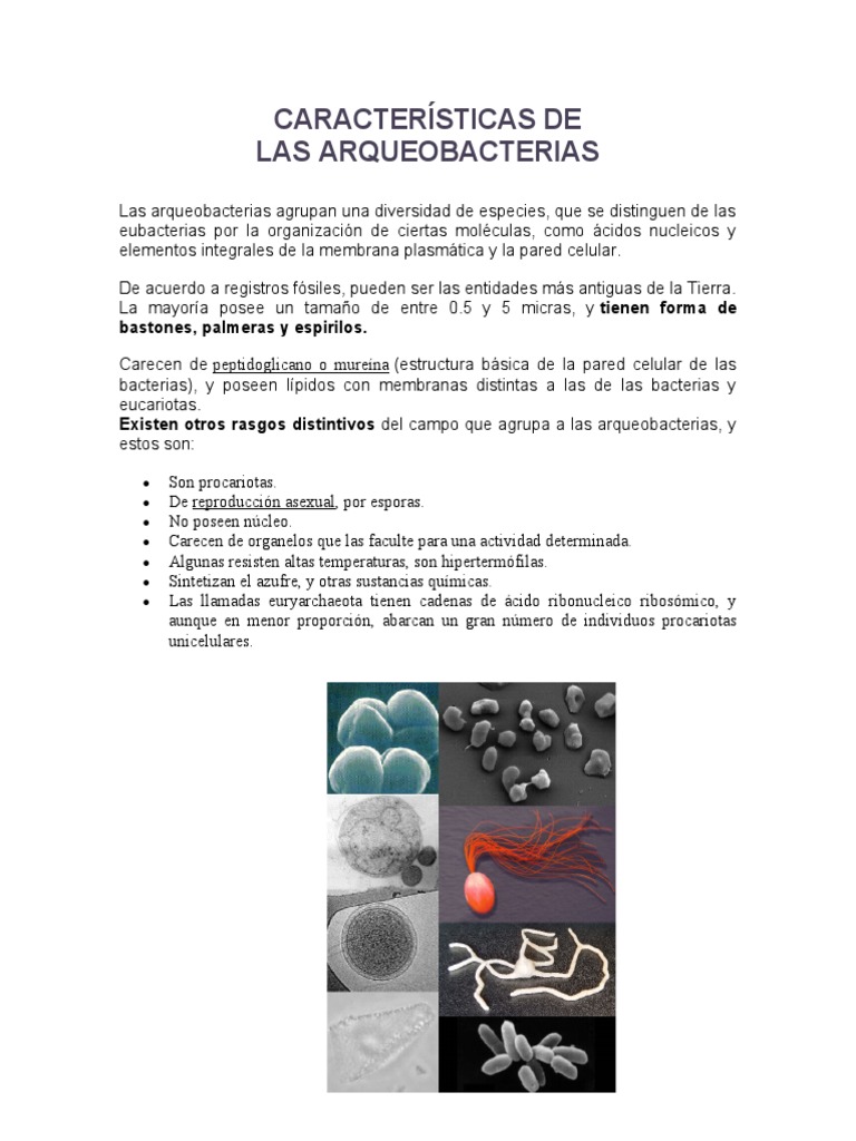 Características de Arqueobacterias | PDF | Biología Celular) | Organismos