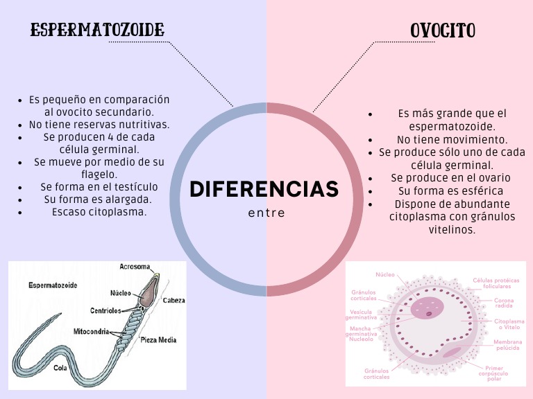 Diferencias Espermatozoides y Ovocito | PDF