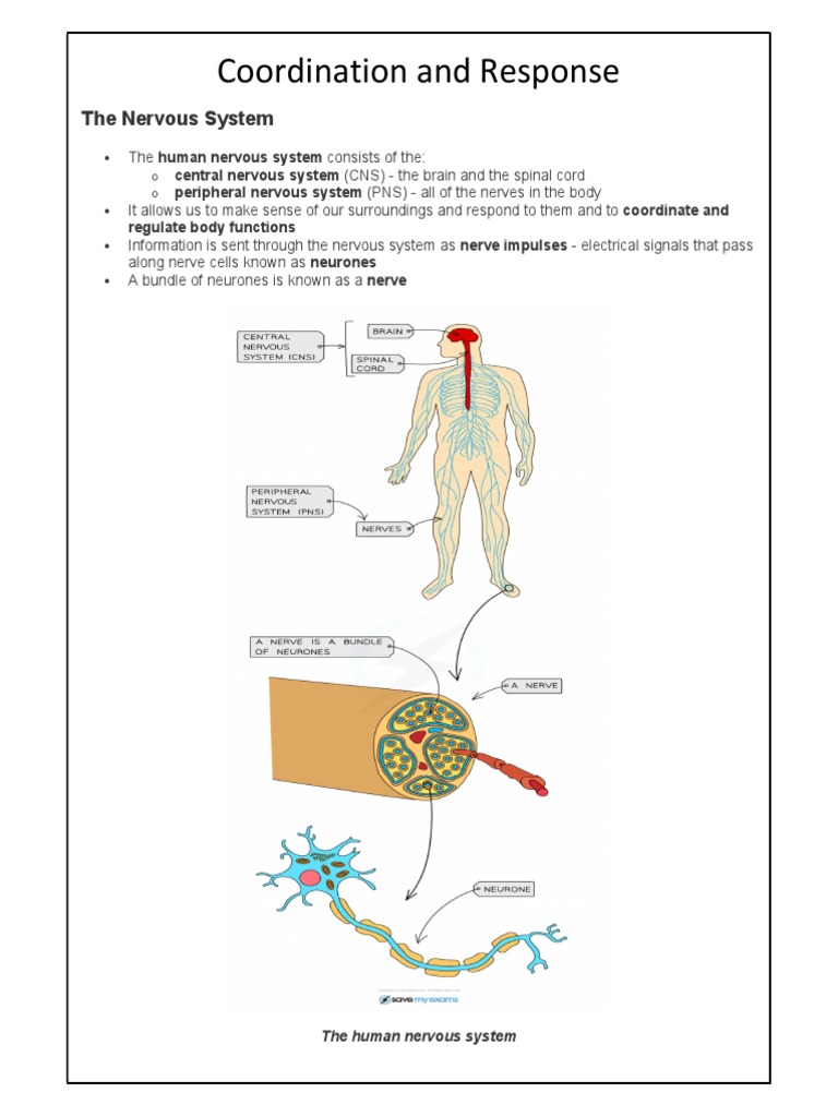 Coordination, Response and Homeostasis | PDF | Neuron | Nervous System