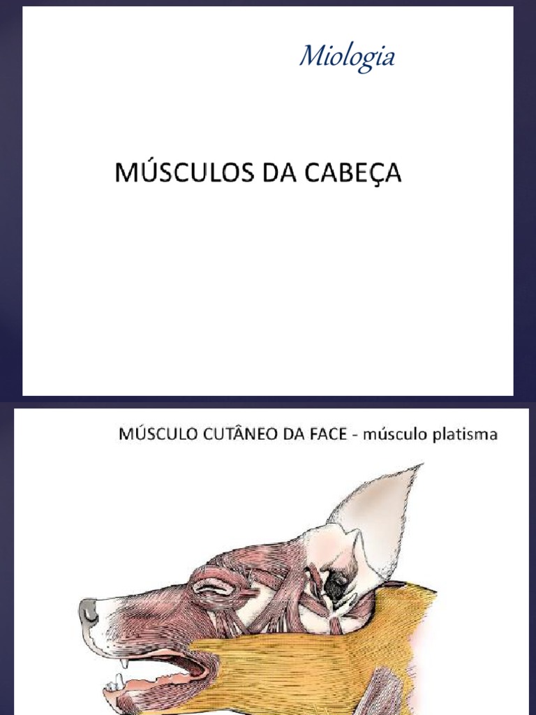 Musculos Da Cabeça | PDF | Anatomia | Morfologia (Biologia)