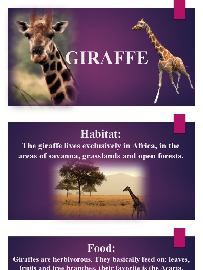 Giraffe | PDF | Home & Garden | Science & Mathematics