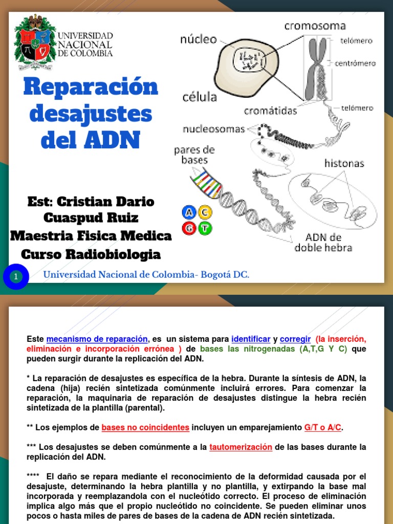 DNA Mismatch Repair (MMR) Cristian Cuaspud | PDF | Adn | Reparación de adn