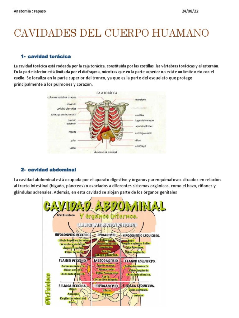 Las principales cavidades del cuerpo humano | PDF