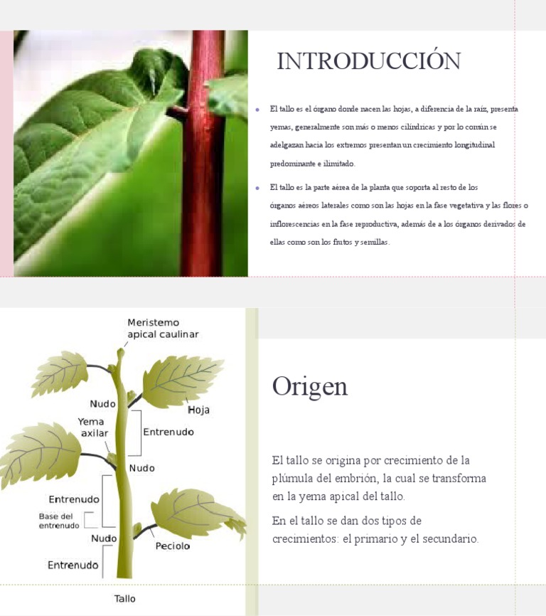 Estructura y función del tallo en plantas | PDF | Hogar, jardinería y ...