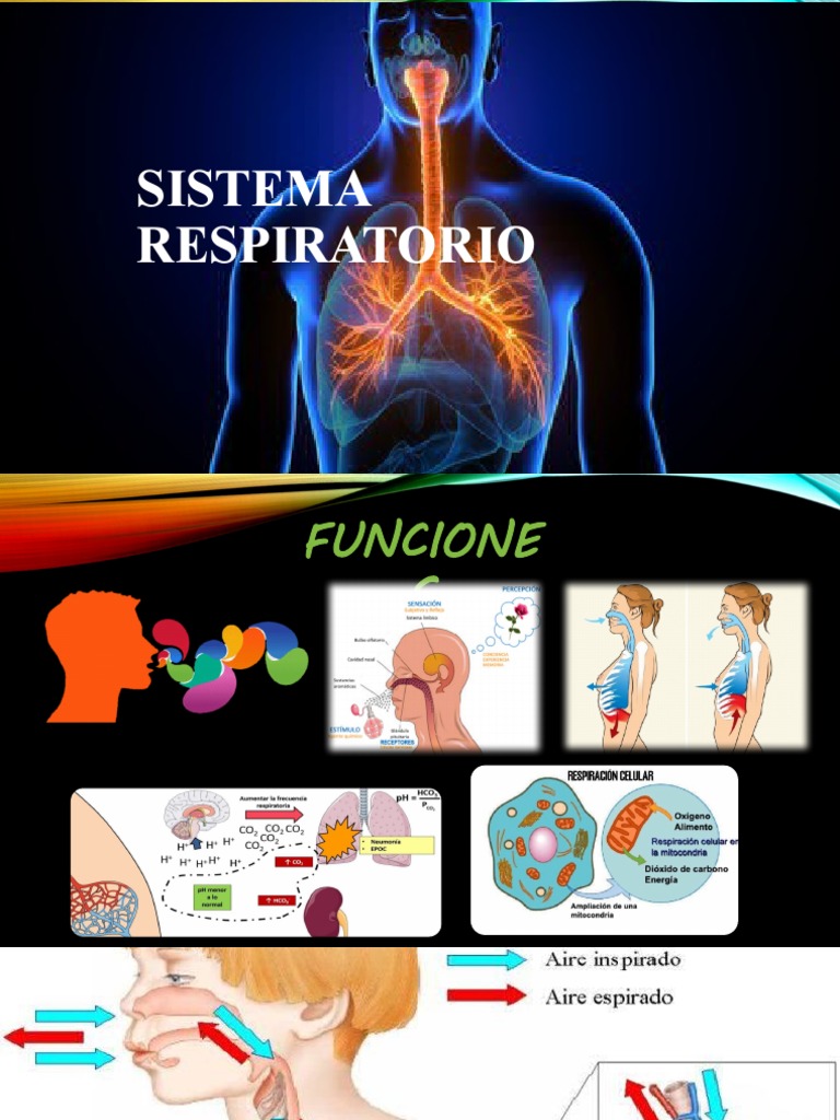 Sistema Respiratorio Superior | PDF | Laringe | Cabeza y cuello humanos