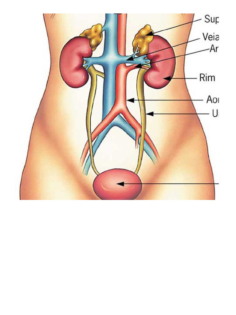 SISTEMA EXCRETOR | PDF