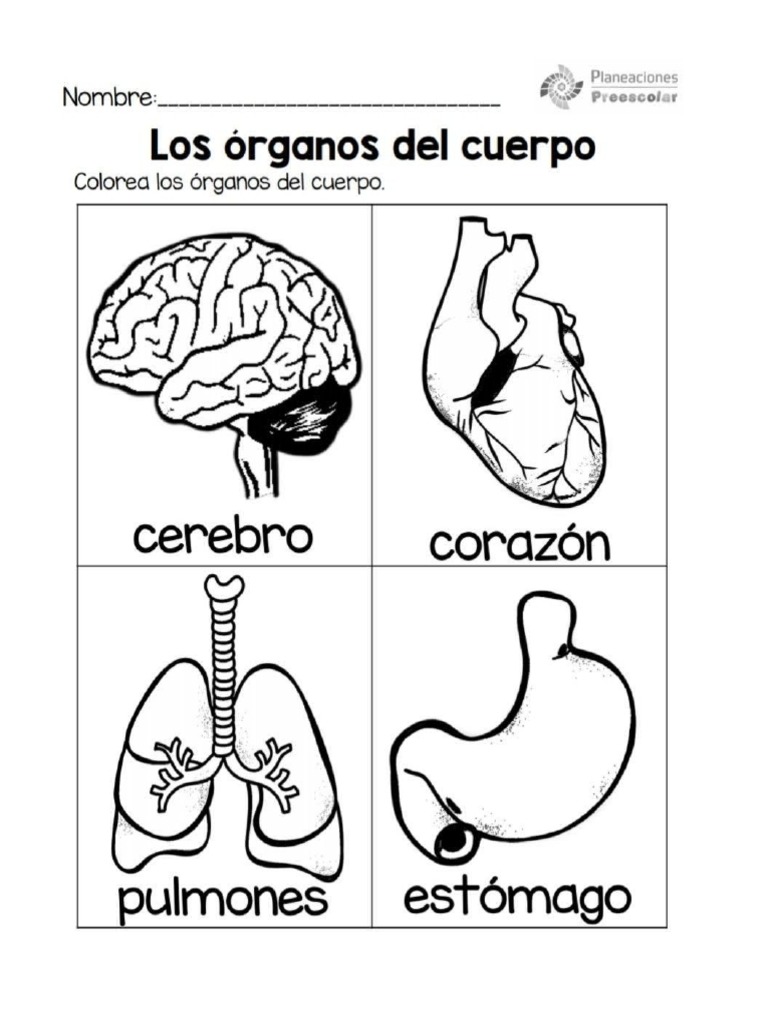 Colorear Organos | PDF