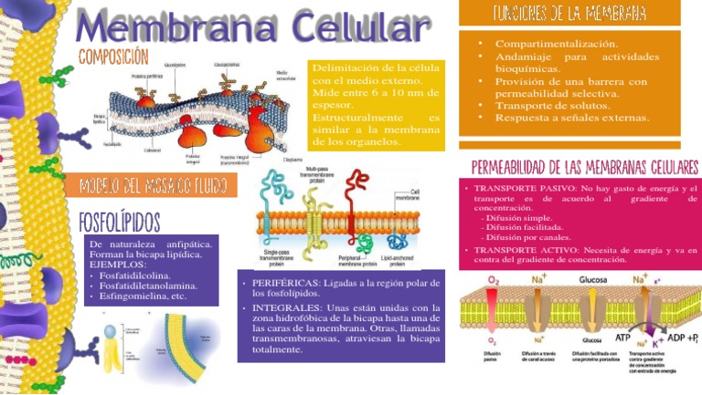 Membrana Celular | PDF