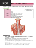 Anatomía del Cuello: Regiones y Estructuras | PDF | Piel | Cuello