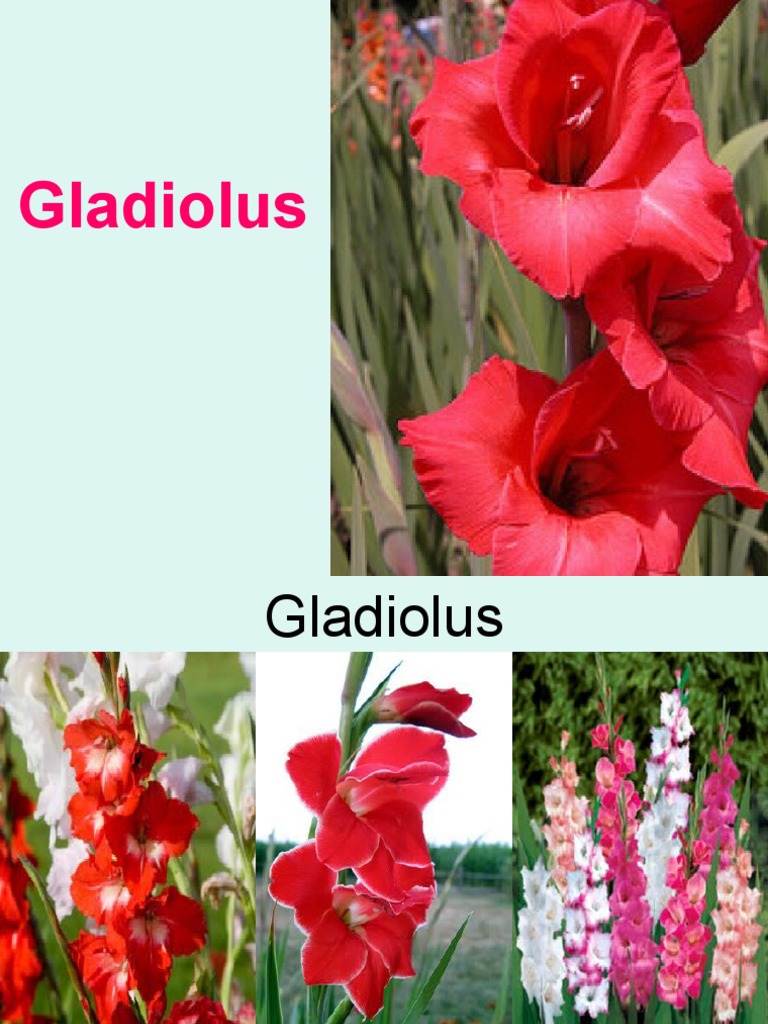 Gladiolus Culture | PDF | Branches Of Botany | Horticulture