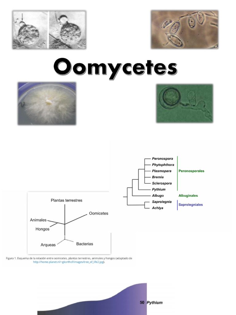 Clase 7.2 Oomicetos | PDF | Agricultura | Agua