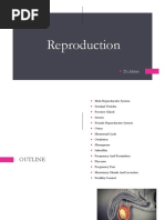 Male Reproductive System | PDF | Testicle | Sperm