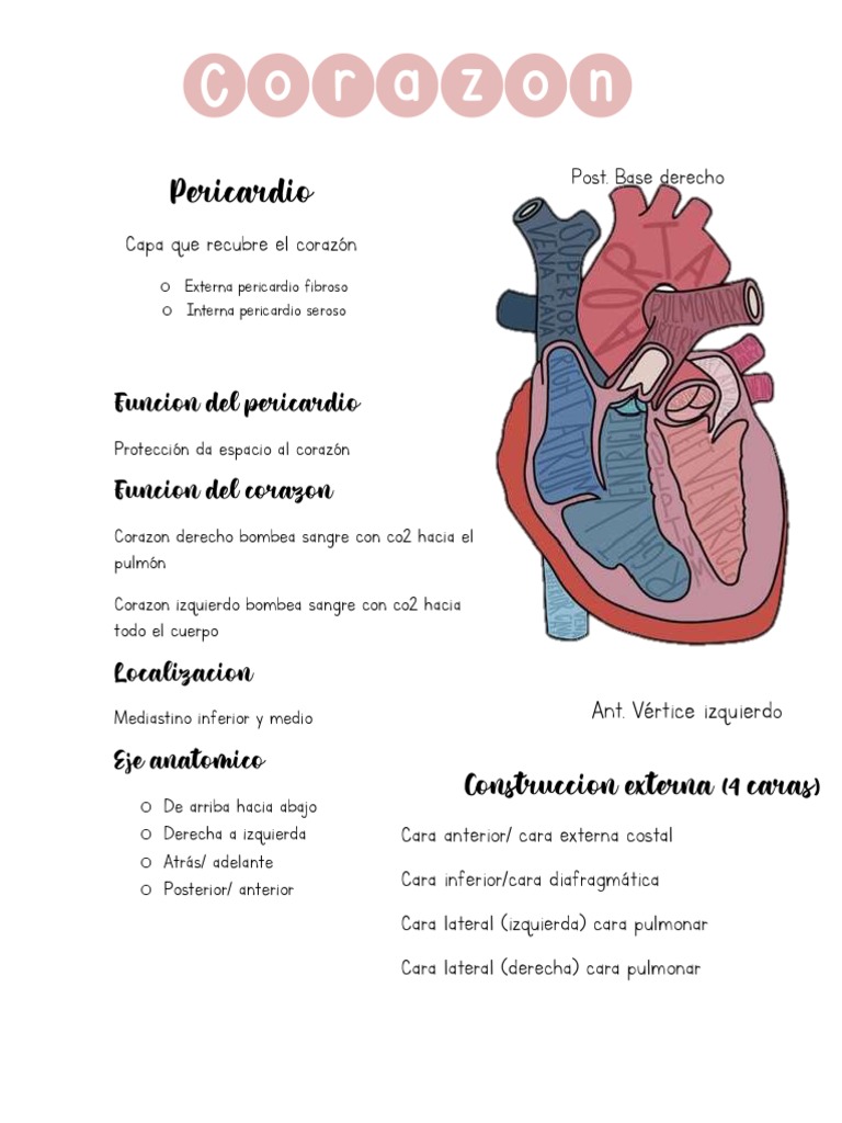 Apunte Corazon | PDF | Corazón | Ventrículo (corazón)
