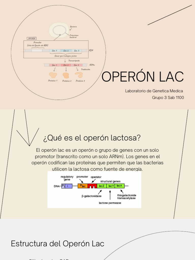 Operón Lac | PDF | Cocina, comidas y vino | Salud y bienestar
