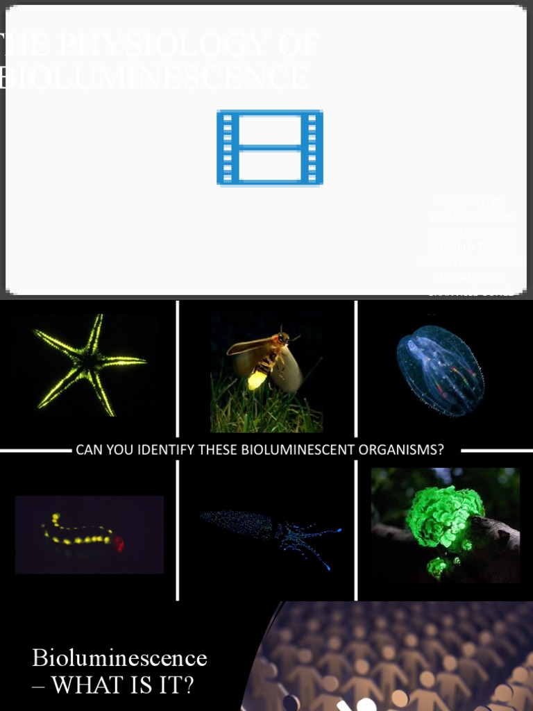 THE PHYSIOLOGY OF BIOLUMINESCENCE Draft 2 | PDF | Luciferase | Fluorescence
