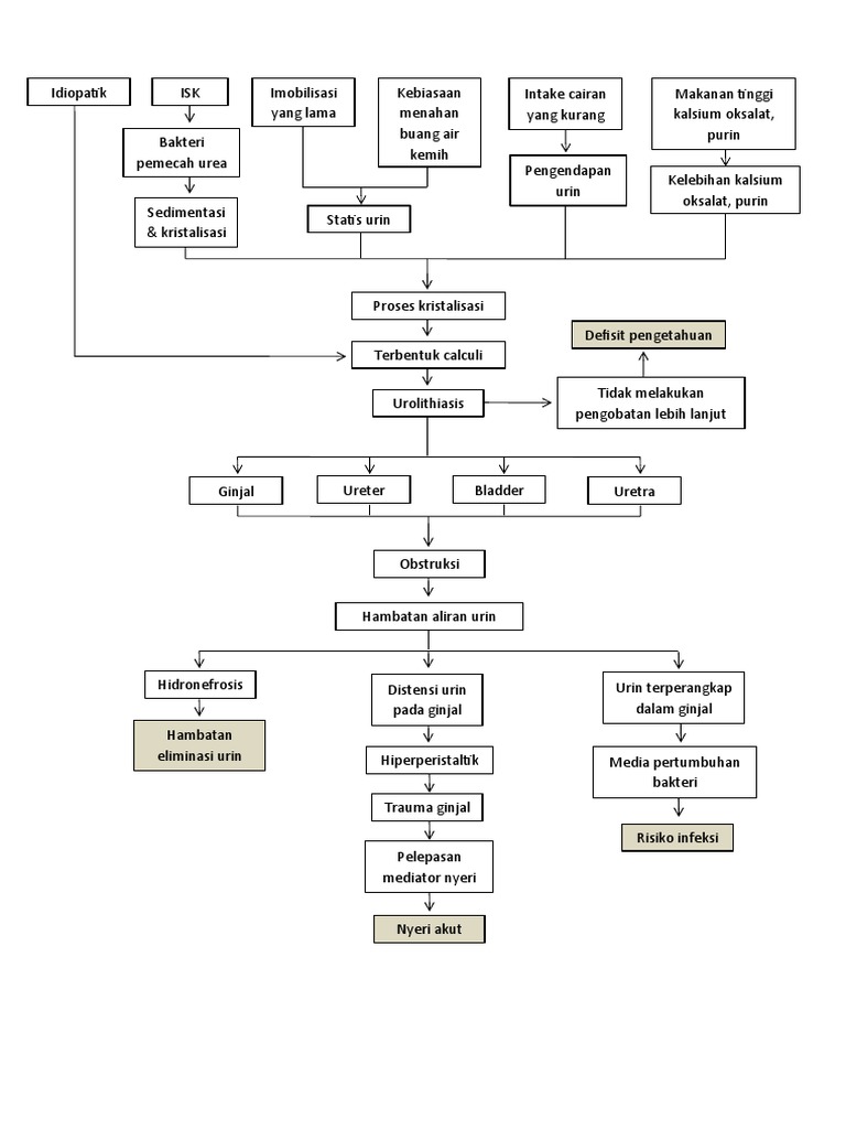 Pathway Urolithiasis | PDF