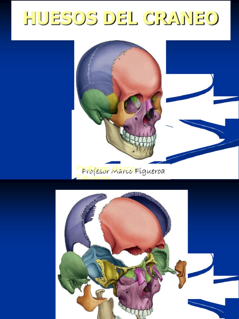Clase HUESOS DEL CRANEO | PDF | Sistema esquelético | Anatomía humana