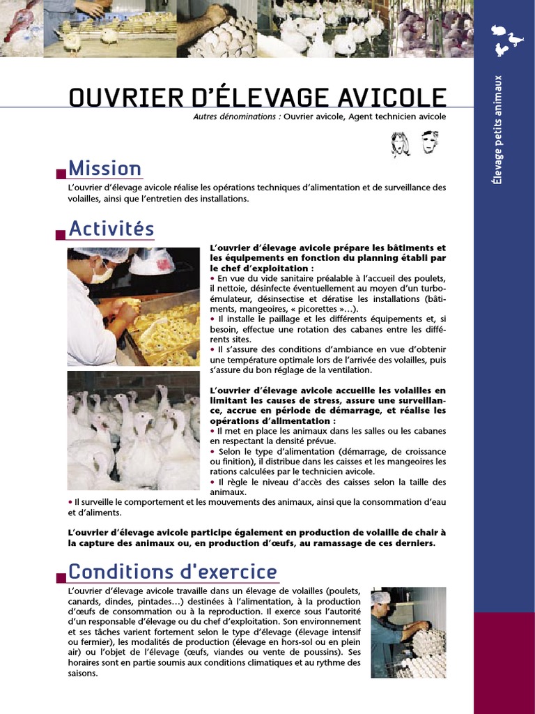 Ouvrier d'Élevage Avicole : Missions et Compétences | PDF | Aviculture ...