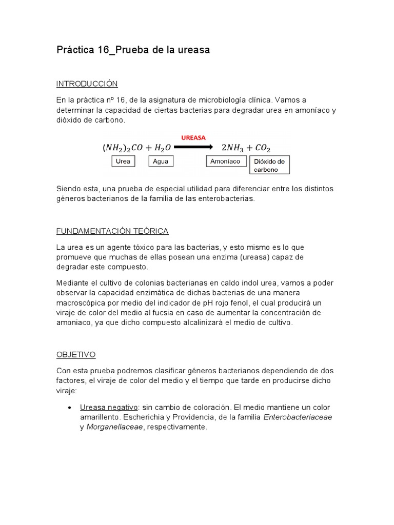 Prueba de Ureasa en Bacterias | PDF | Las bacterias | Química