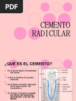 Tipos de Cemento Radicular: Acelular y Celular | PDF | Ramas de ...