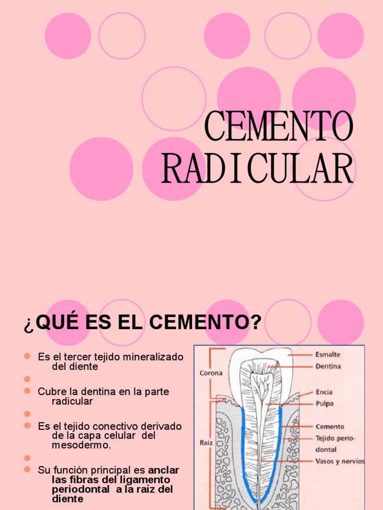 Funciones y tipos de cemento radicular | PDF | Diente humano | Esmalte ...