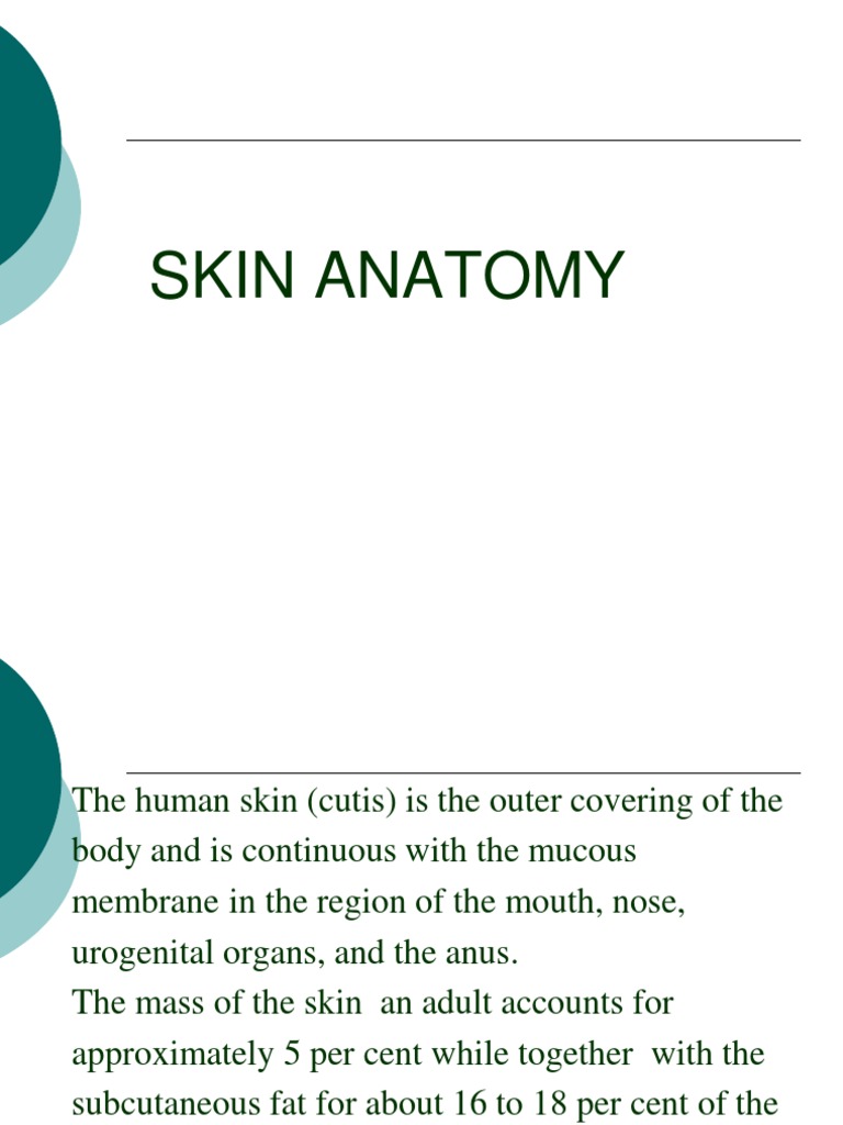 001 - Skin Anatomy | PDF | Skin | Epidermis