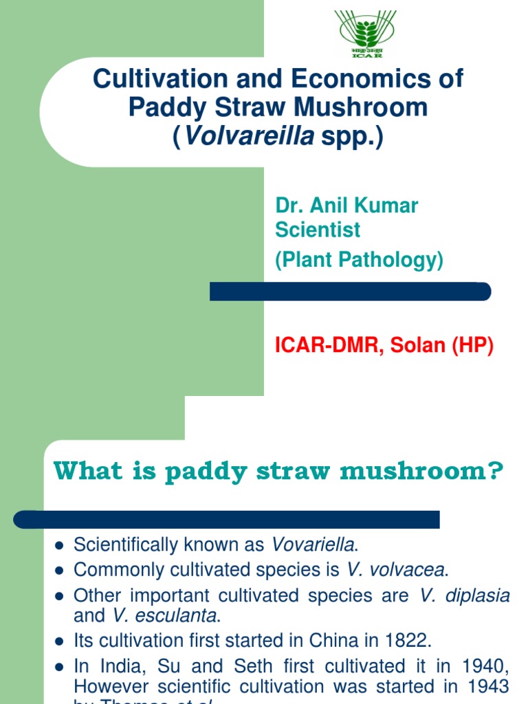 Paddy Straw Mushroom | PDF | Rice | Mushroom