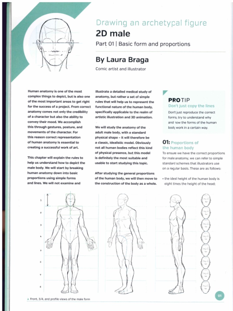 Anatomy for 3d Artist | PDF