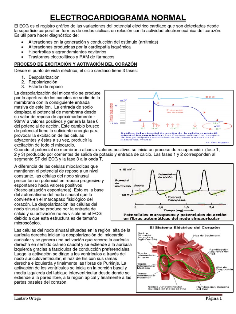 Interpretación del Electrocardiograma Normal | PDF ...