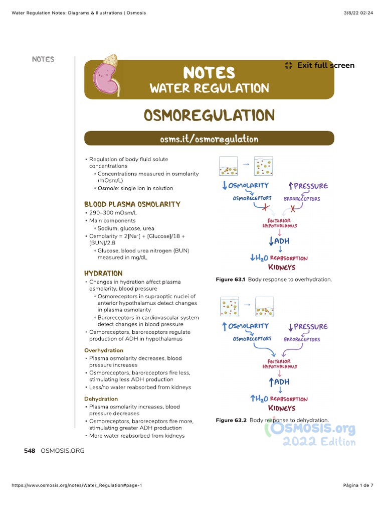 Water Regulation Diagrams & Notes | PDF