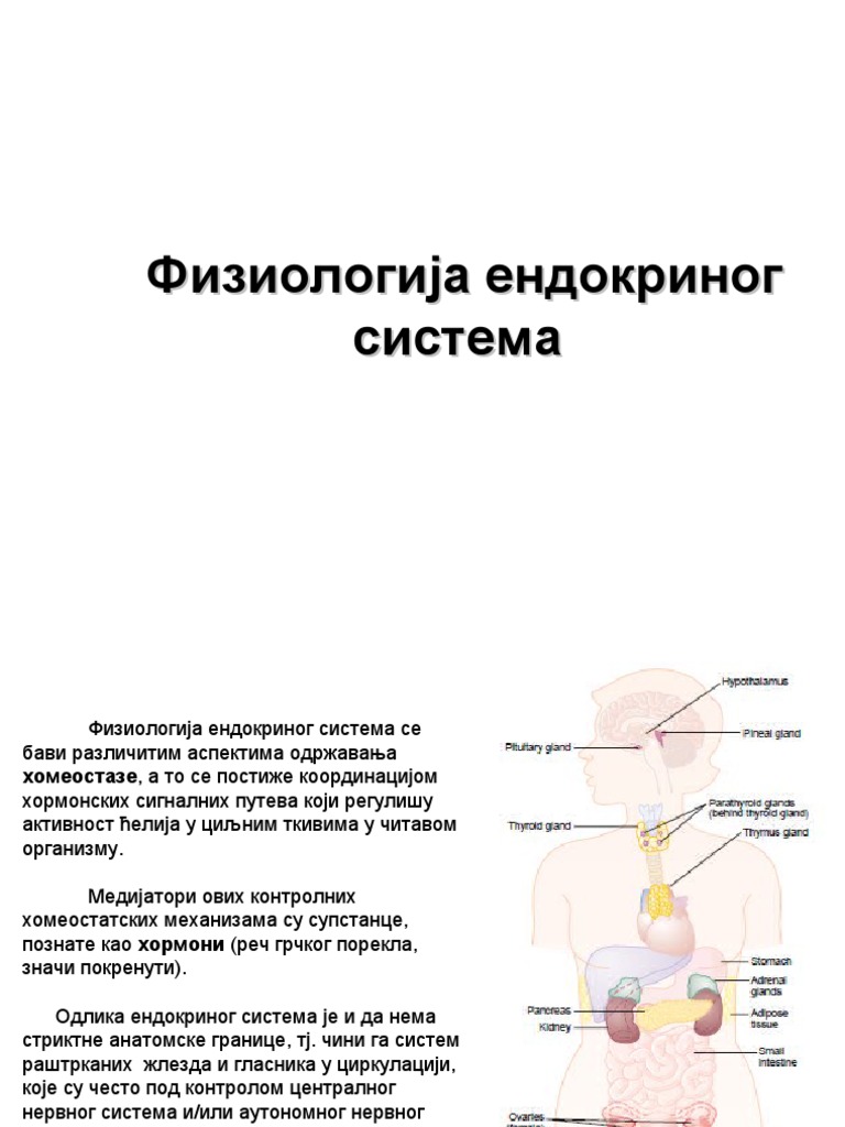 Fasper 11 Endokrina 1 | PDF