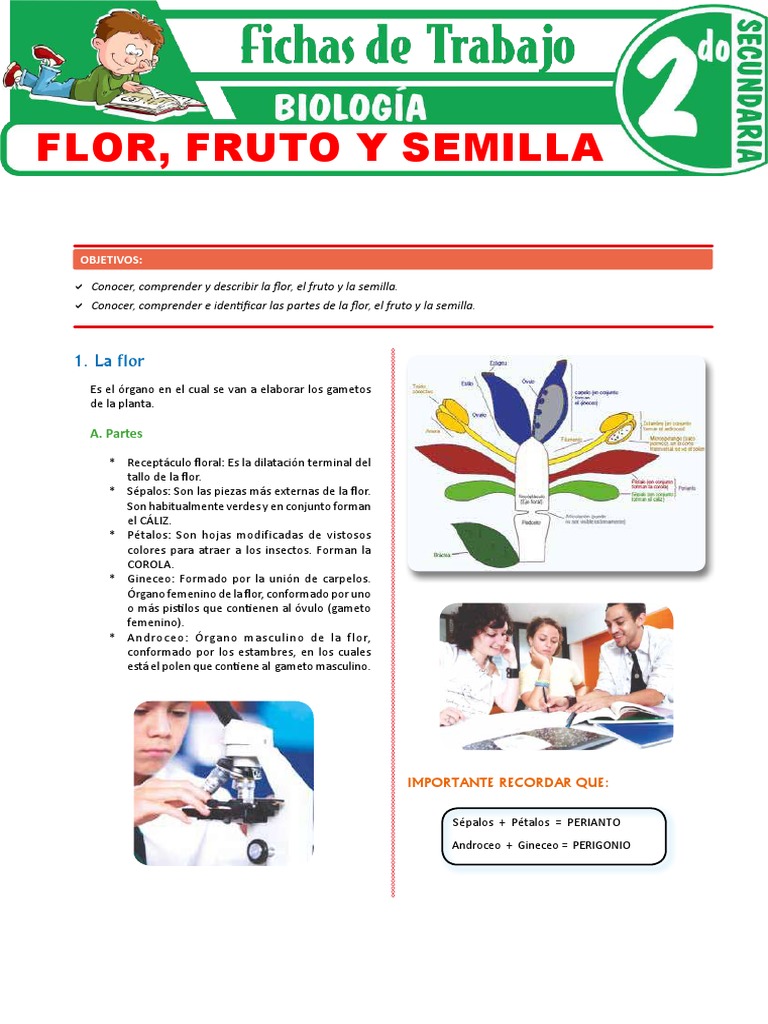 Partes y Procesos de la Flor y Semilla | PDF | Flores | Germinación