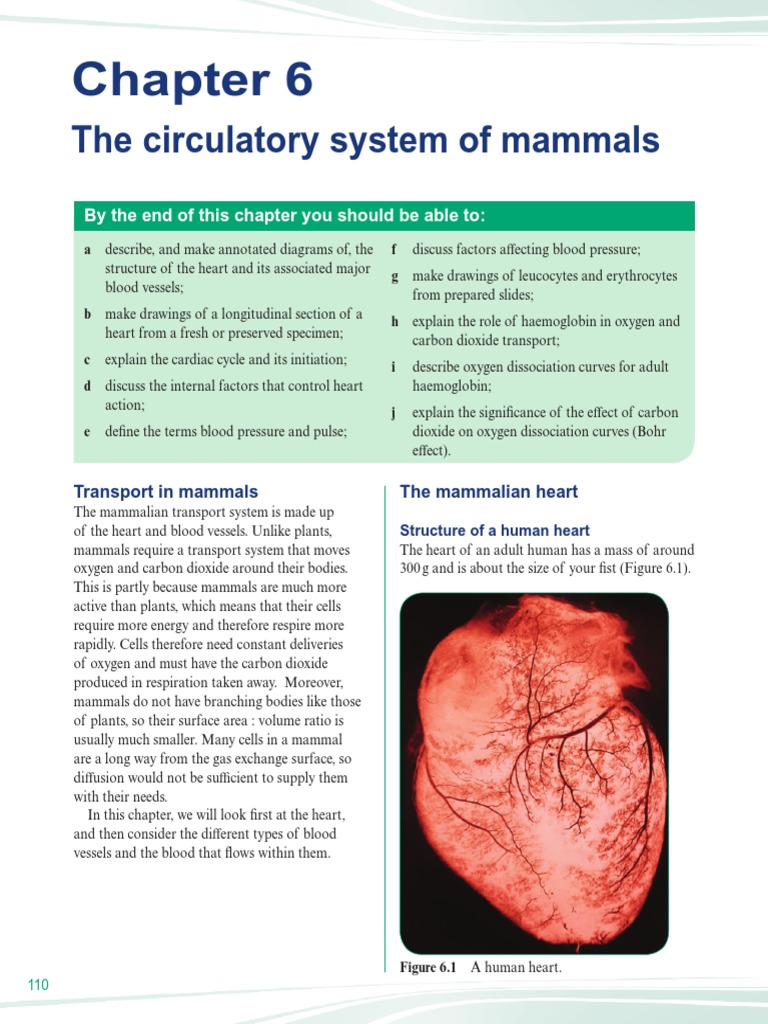 Chapter 6 The Circulatory System of Mammals | PDF | Heart Valve | Atrium (Heart)