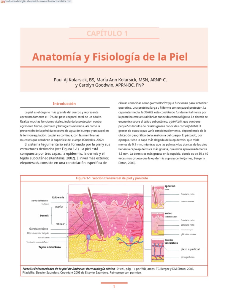 Anatomy and Physiology of The Skin - En.es | PDF | Epidermis | Piel