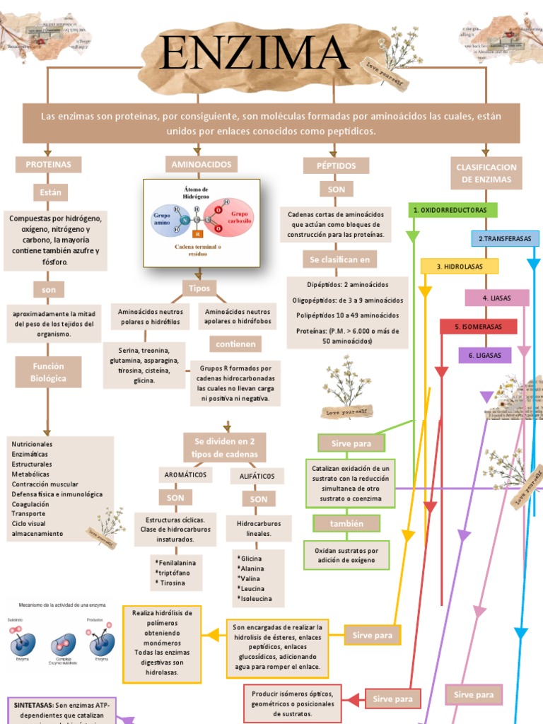 Mapa Conceptual Enzimas | PDF | Aminoácidos | Biosíntesis